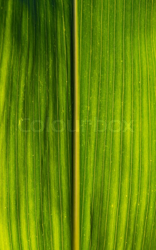 Green growing leaves of maize in a ... | Stock image | Colourbox