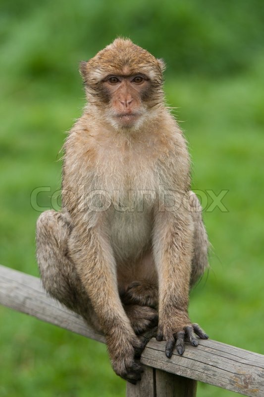 Macaque monkey | Stock image | Colourbox
