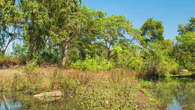 Kanha National Park, India. Landscape ... | Stock video | Colourbox