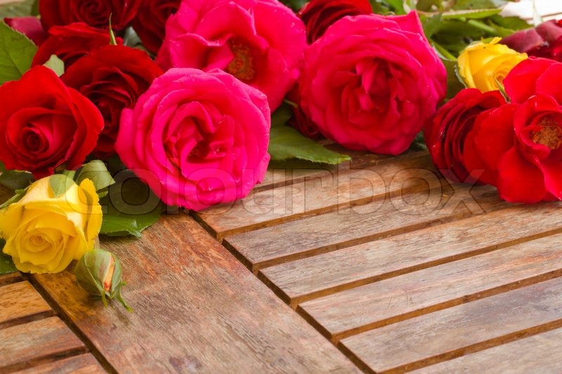Fresh garden roses | Stock image | Colourbox