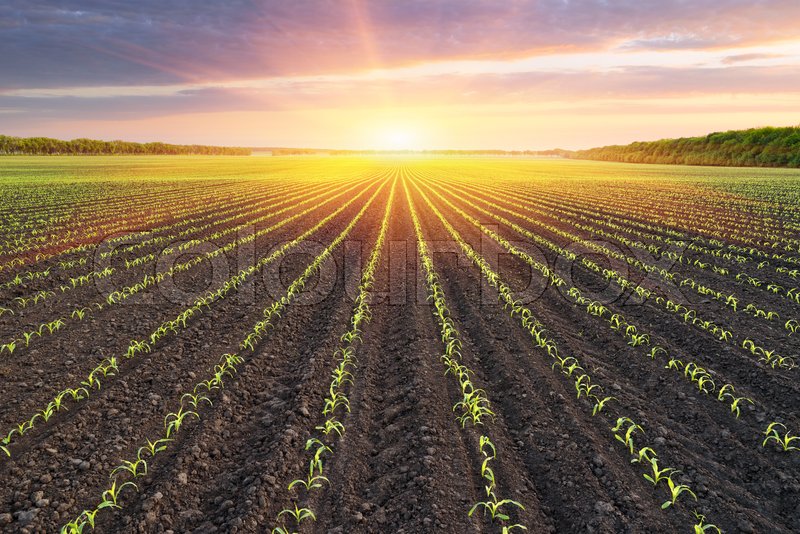 Corn Field Rows