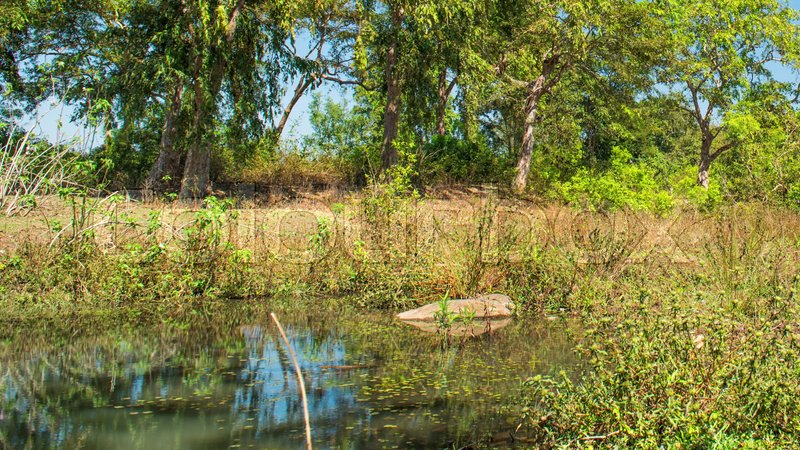 Kanha National Park, India. Landscape ... | Stock video | Colourbox