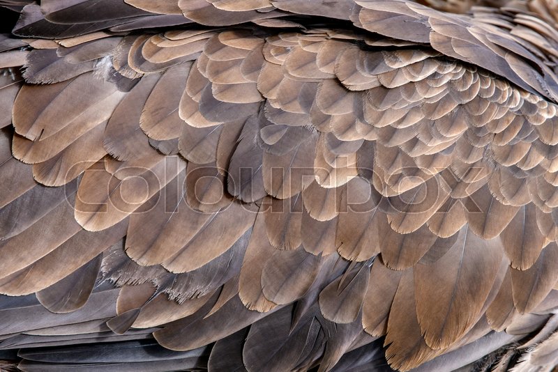 Closeup texture of brown eagle feathers | Stock image | Colourbox