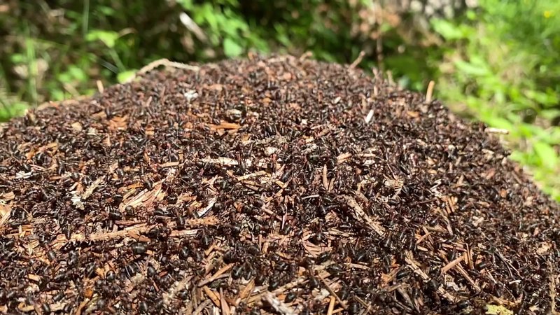 Moving ants on a anthill, slow motion ... | Stock video | Colourbox