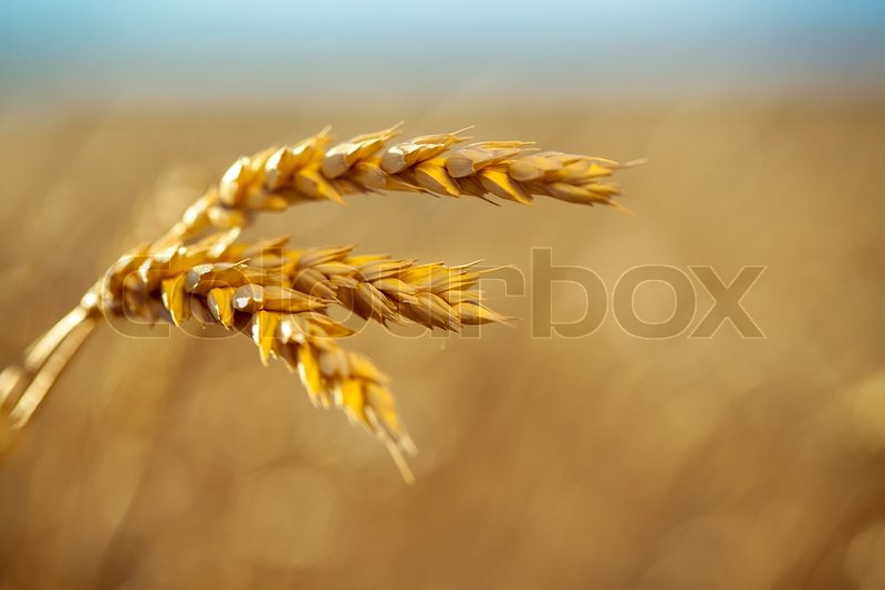 Wheat Up Close Wallpaper