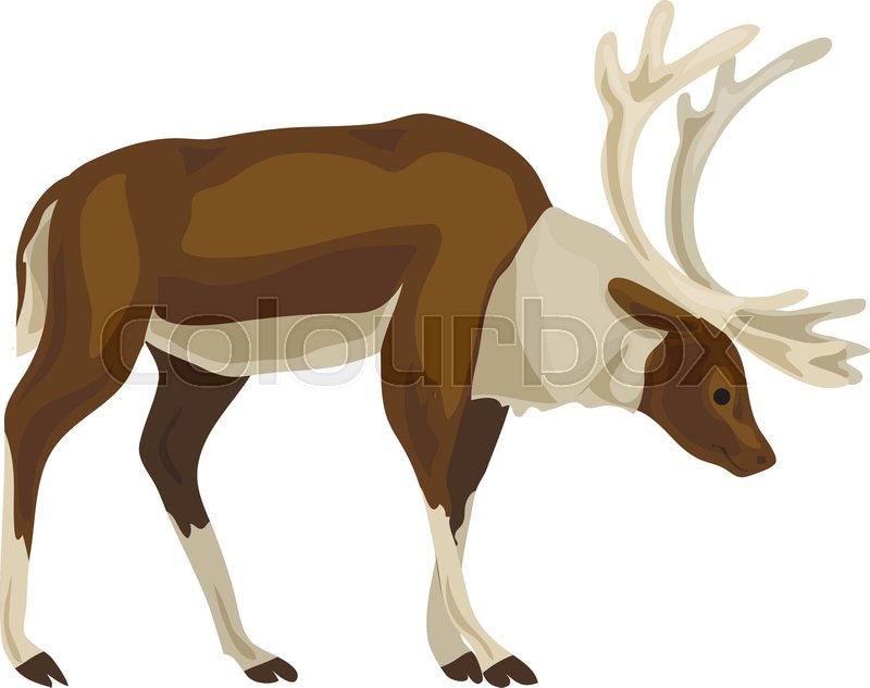 Male deer icon. Cartoon of male deer ... | Stock vector | Colourbox