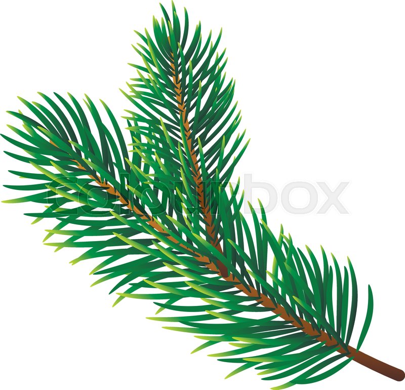 Pine Tree Branch Clip Art