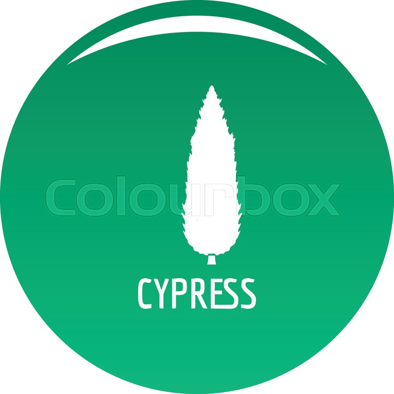 Cypress Tree Vector