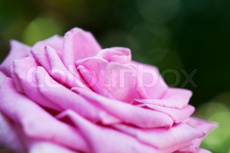 Ping flower rose | Stock image | Colourbox