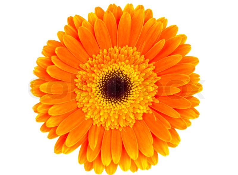 Orange gerbera isolated | Stock image | Colourbox