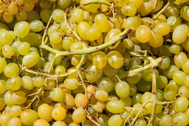 Grapes close-up shot | Stock Photo | Colourbox