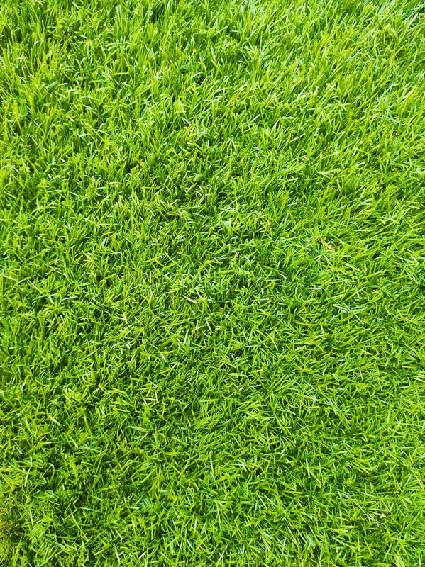 Bright Green Grass Background