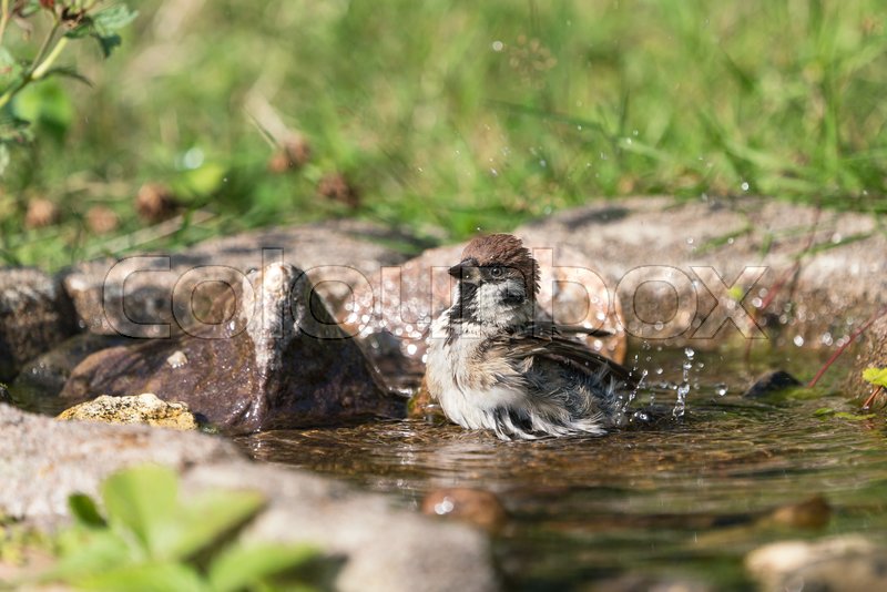 Cute european tree sparrow bird sitting ... | Stock image | Colourbox