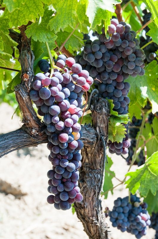 Bunches of grapes | Stock image | Colourbox
