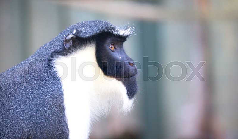 Diana monkey, Cercopithecus diana, a ... | Stock image | Colourbox
