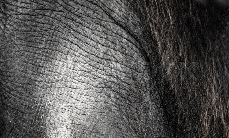 Background which the structure of hide ... | Stock image | Colourbox