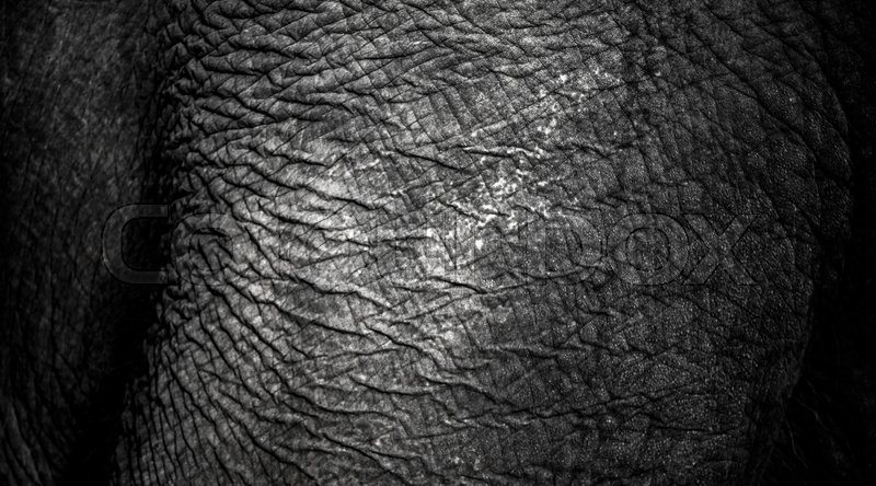 Background which the structure of hide ... | Stock image | Colourbox