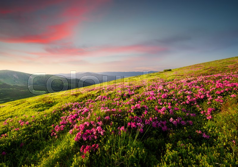 Field Of Flowers Mountains Sunrise