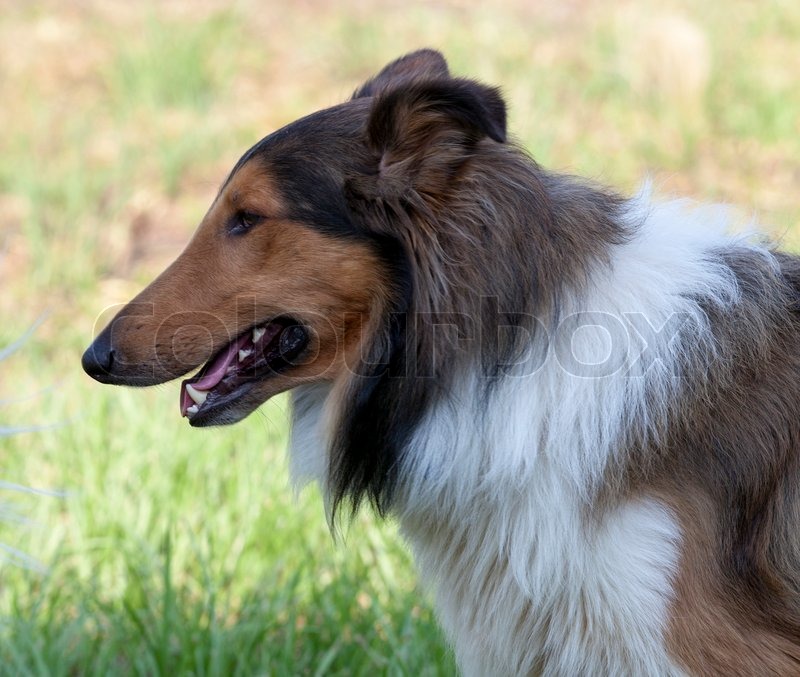 Rough collie - Scottish shepherd | Stock image | Colourbox