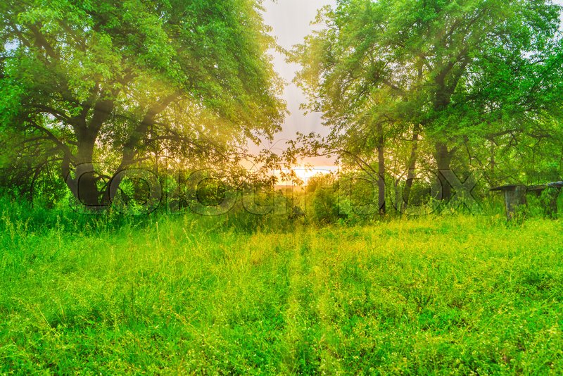 Green forest at sunset with sun beams ... | Stock image | Colourbox