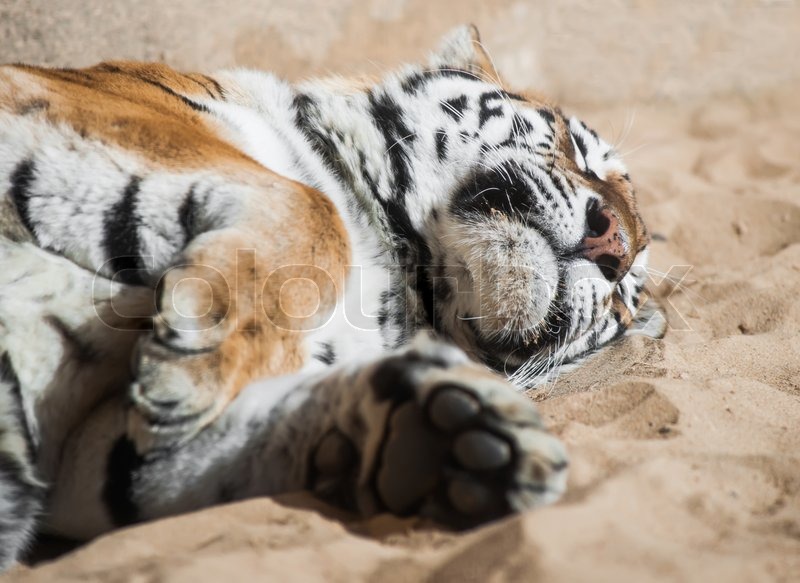 Playful tiger laying on the sand | Stock image | Colourbox
