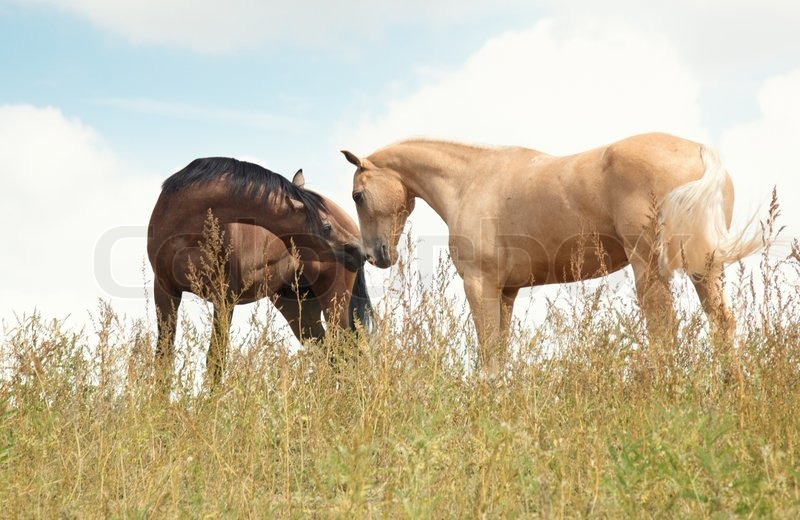 Freunde | Stock Bild | Colourbox
