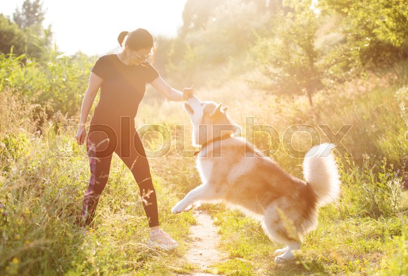 Woman training domestic dog to stand on ... | Stock image | Colourbox