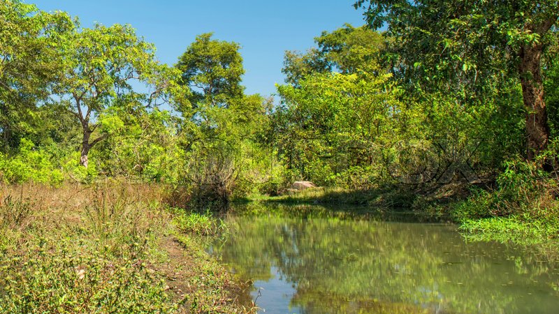 Kanha National Park, India. Landscape ... | Stock video | Colourbox