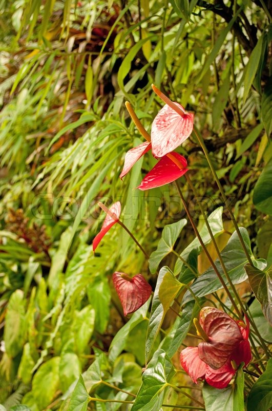 Anthurium Red in Tropical Forest | Stock image | Colourbox