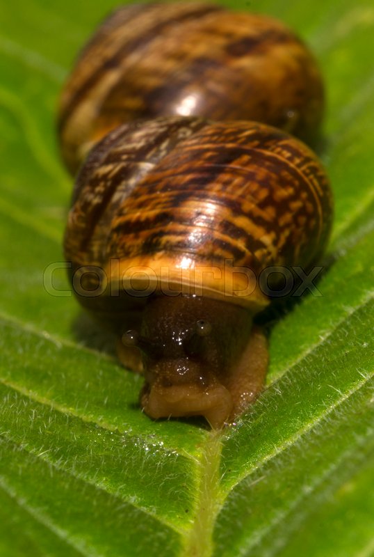 Macro shot of common snails on the ... | Stock image | Colourbox