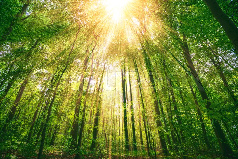 Sunbeams shining through tall green ... | Stock image | Colourbox