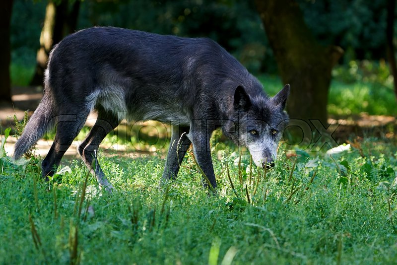 Wolf in its natural enviroment in ... | Stock image | Colourbox