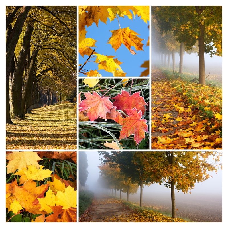 Autumn collage | Stock Photo | Colourbox