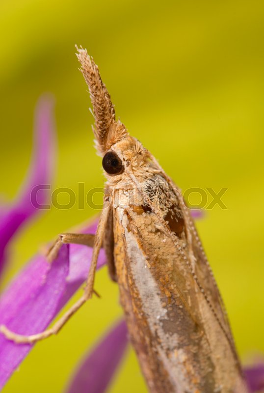 Moth Proboscis