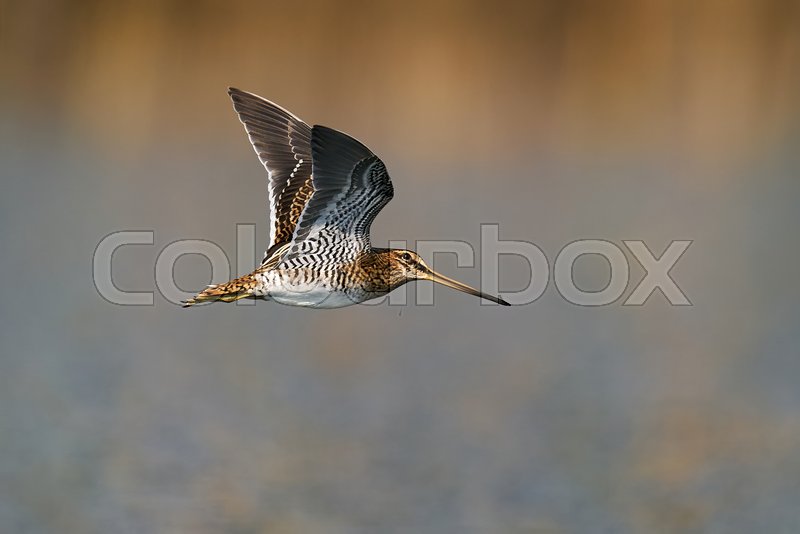 Common Snipe