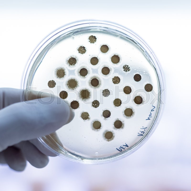 Petri Dish Experiments