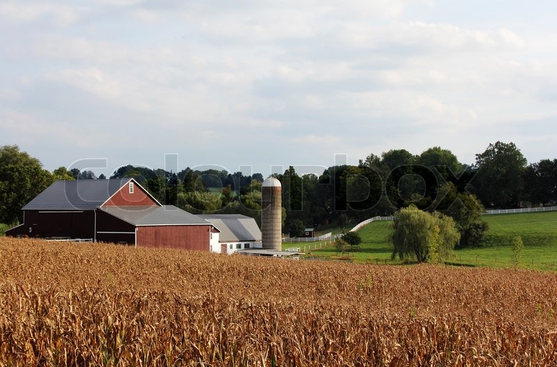 Red Farmhouse and Corn Field | Stock image | Colourbox
