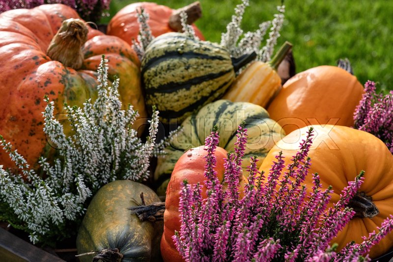 Colorful pumpkins for halloween ... | Stock image | Colourbox