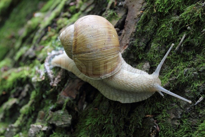 Snail | Stock image | Colourbox