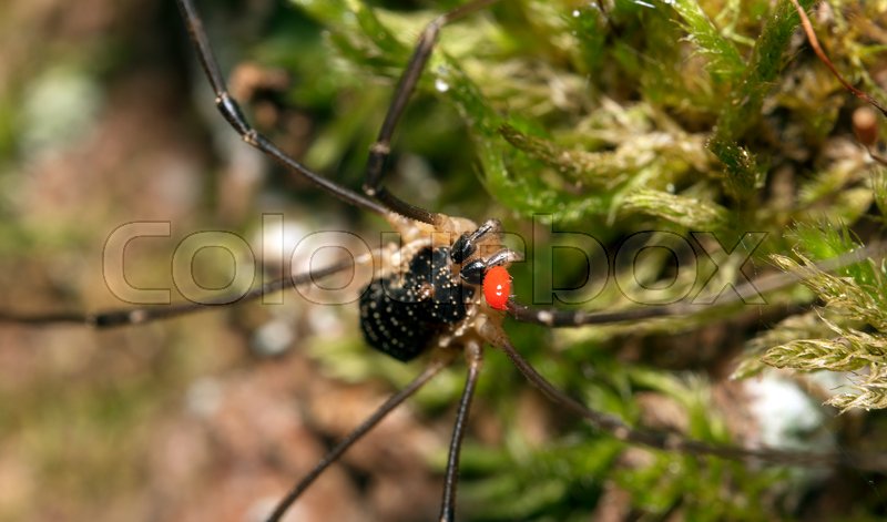 Macro shot of forest spider with ... | Stock image | Colourbox