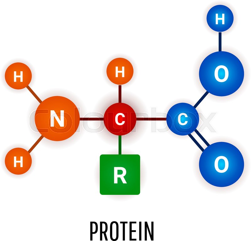 Protein. Structural chemical formula ... | Stock vector | Colourbox