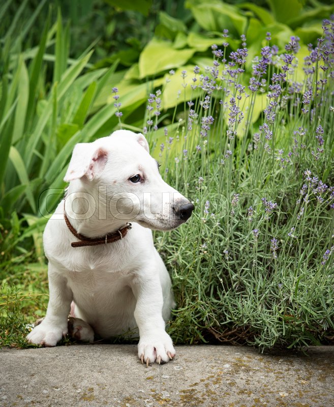 White Jack Russell terrier dog in the ... | Stock image | Colourbox