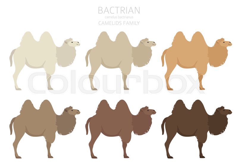 Camelids family collection. Bactrian ... | Stock vector | Colourbox