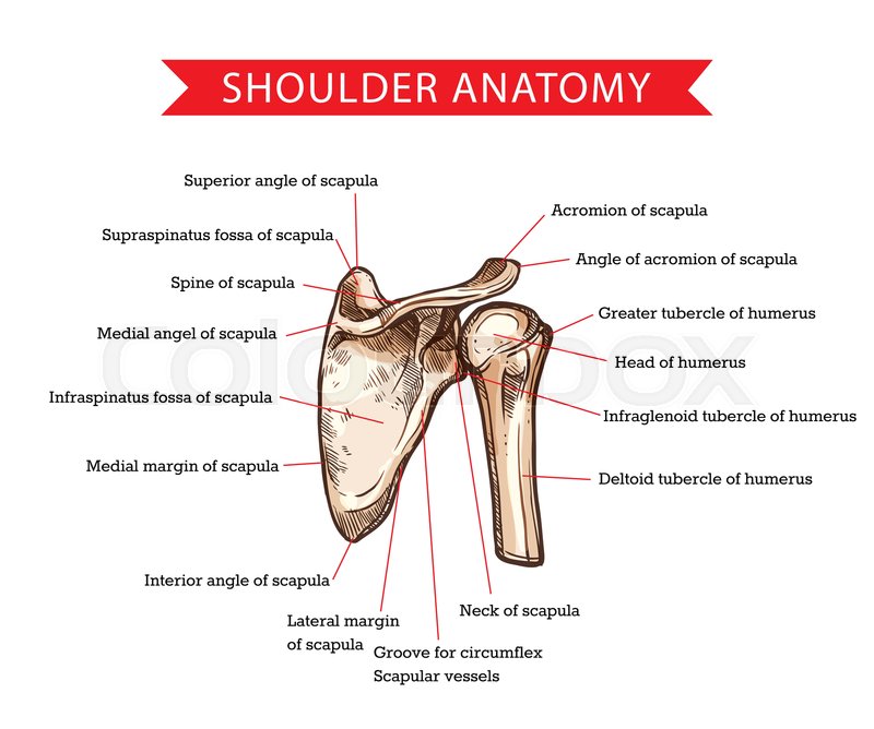 Human shoulder anatomy with vector ... | Stock vector | Colourbox