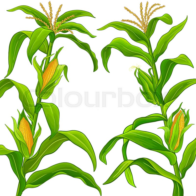Corn Plant Vector