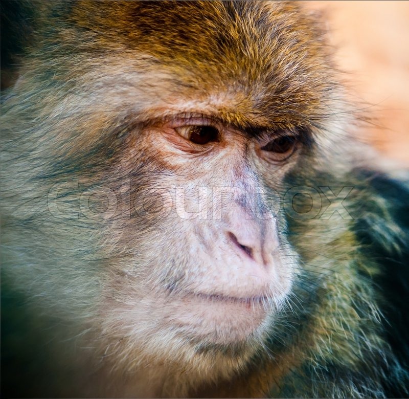 Macaque mongkey closeup | Stock image | Colourbox