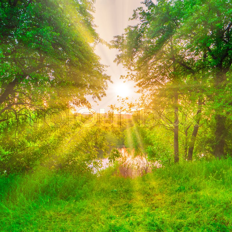 Green forest at sunset with sun beams ... | Stock image | Colourbox