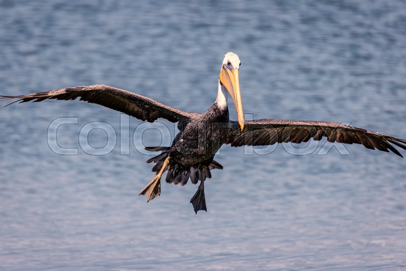 Pelican Flying Towards Camera