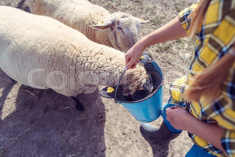 Sheep eating being fed by the farmer, ... | Stock image | Colourbox