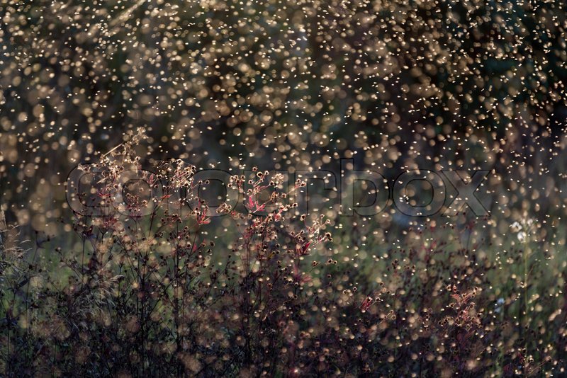 Swarm Of Gnats